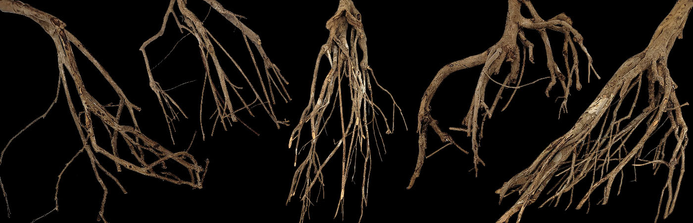 NEHERP: Your One Stop Vivarium Shop! | Bioactive Terrarium Supply Store ...